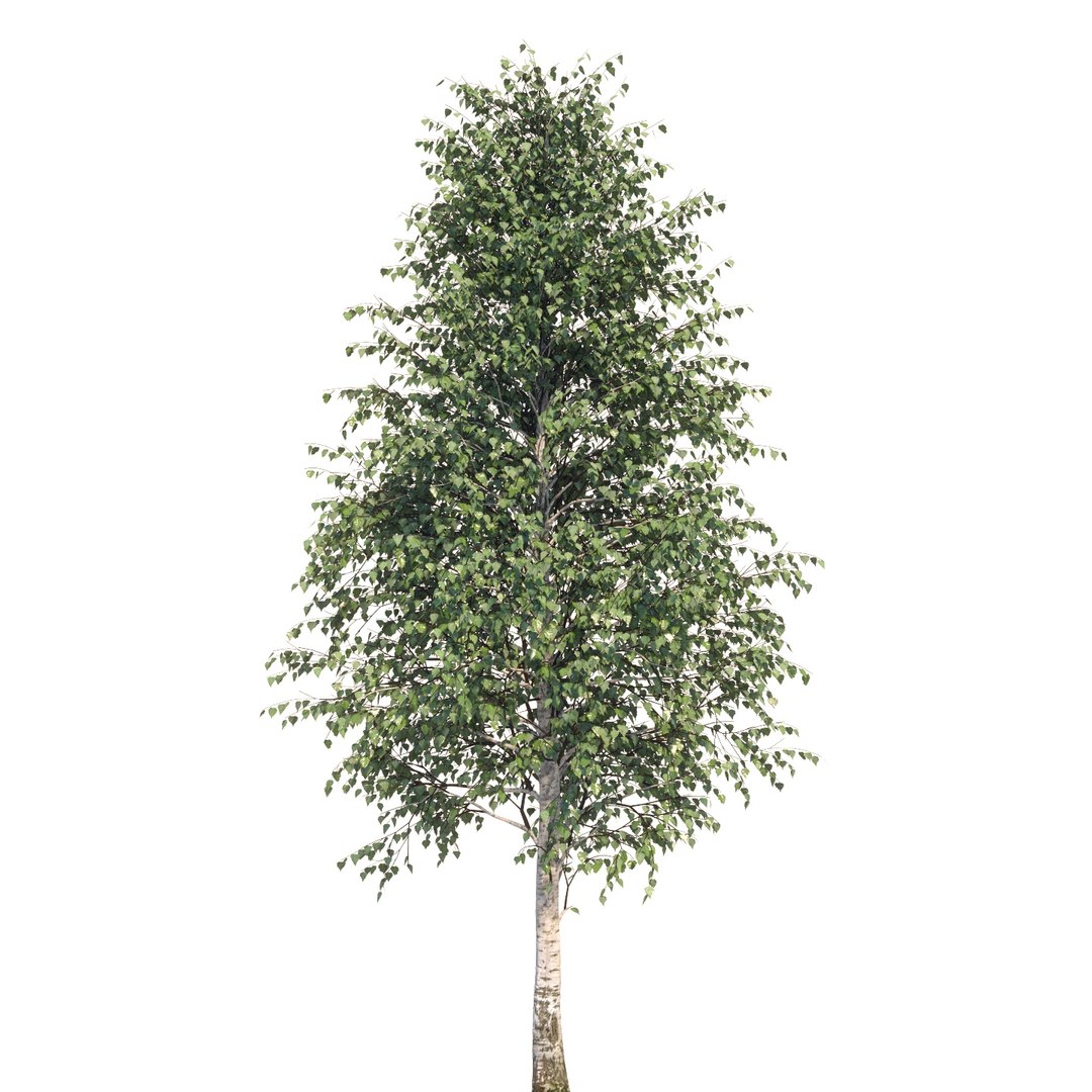 3D Model Birch Tree - TurboSquid 1635843