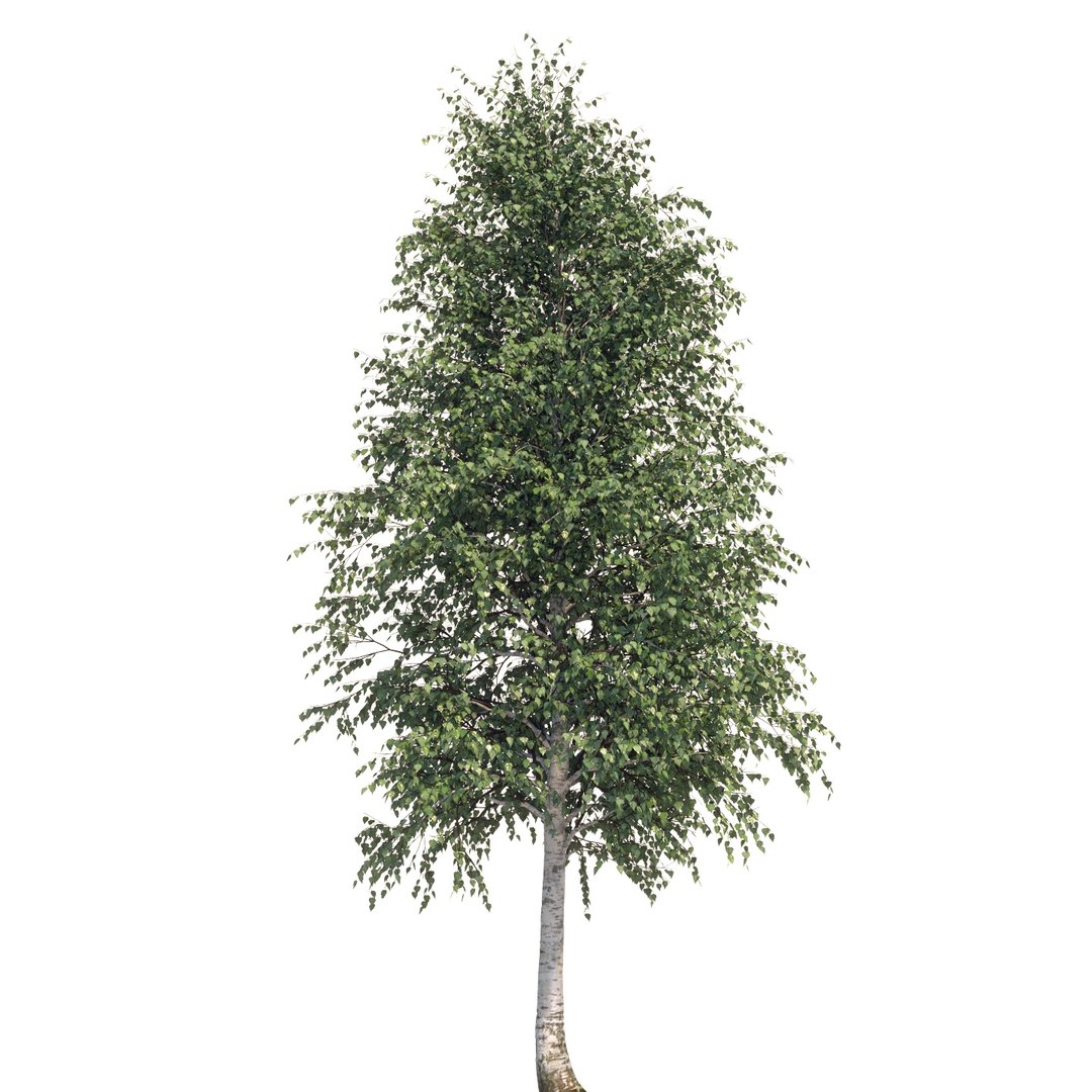 3D Model Birch Tree - TurboSquid 1635843