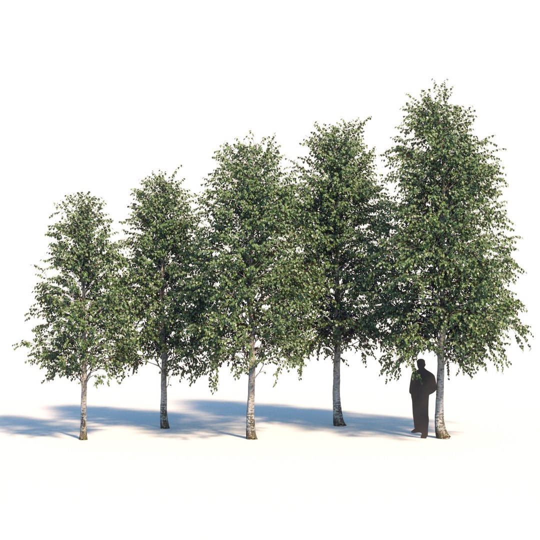 3D Model Birch Tree - TurboSquid 1635843