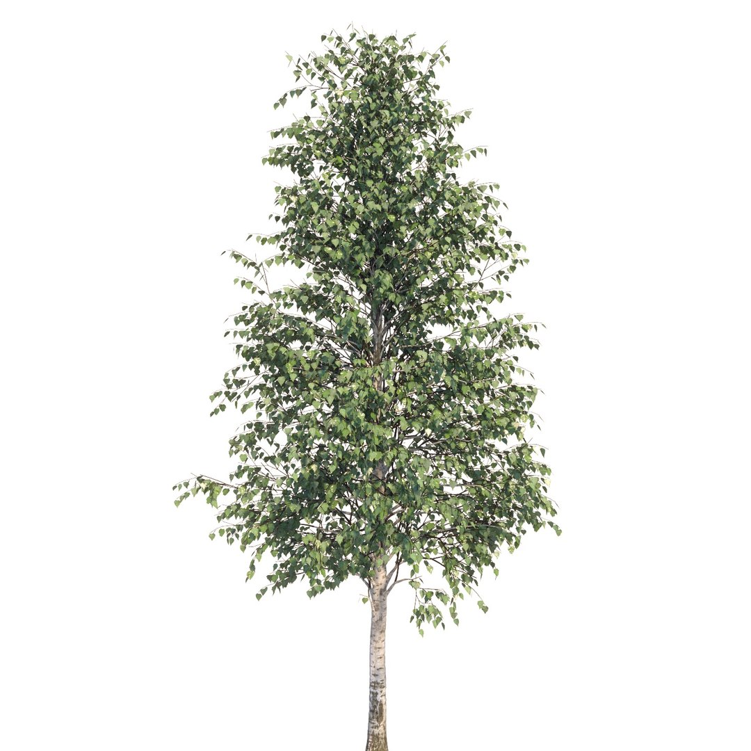 3D Model Birch Tree - TurboSquid 1635843