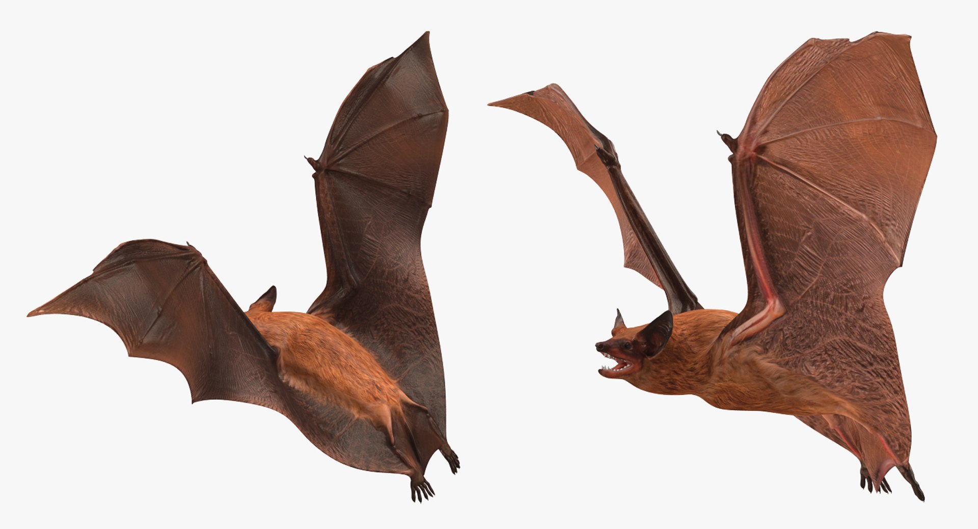 Flying Bat 3d Model