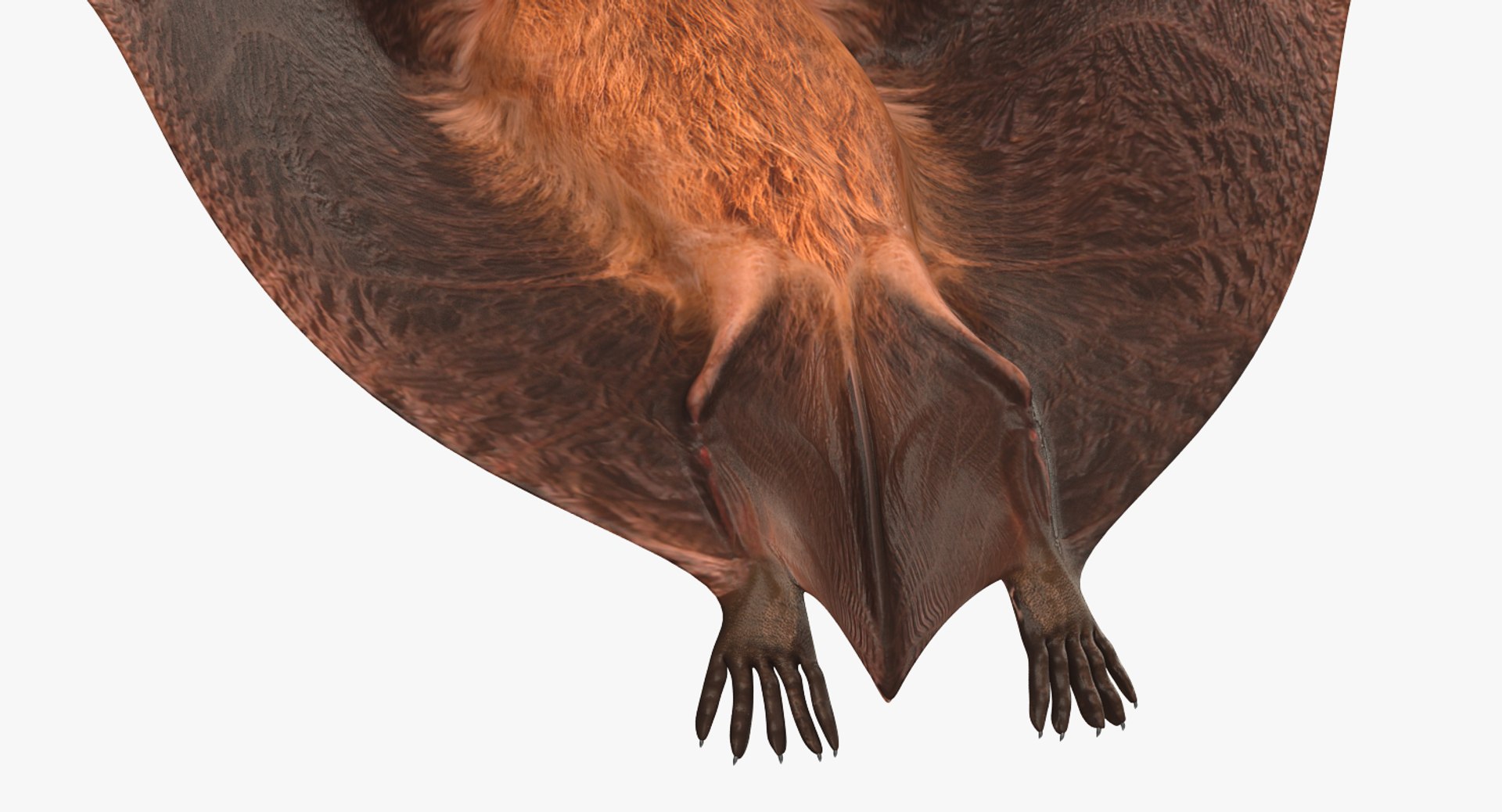 Flying Bat 3d Model