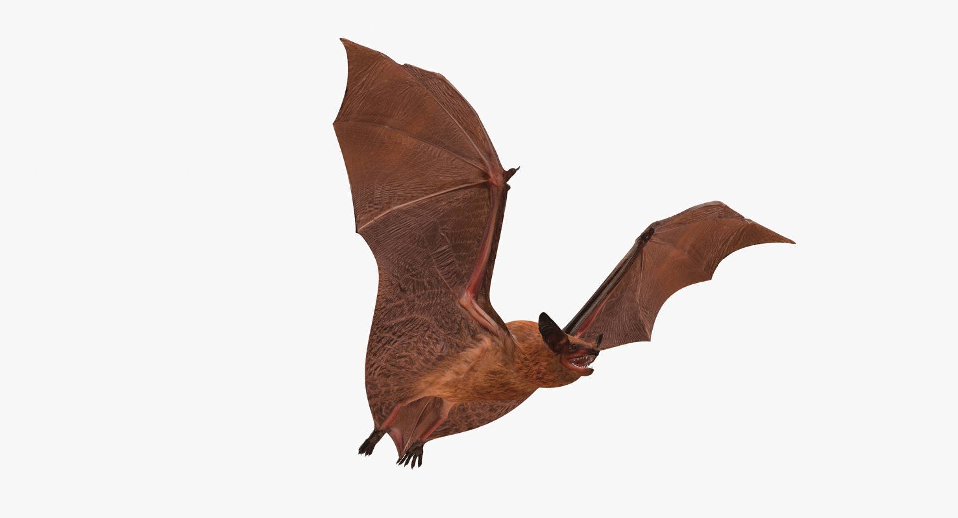 Flying Bat 3d Model