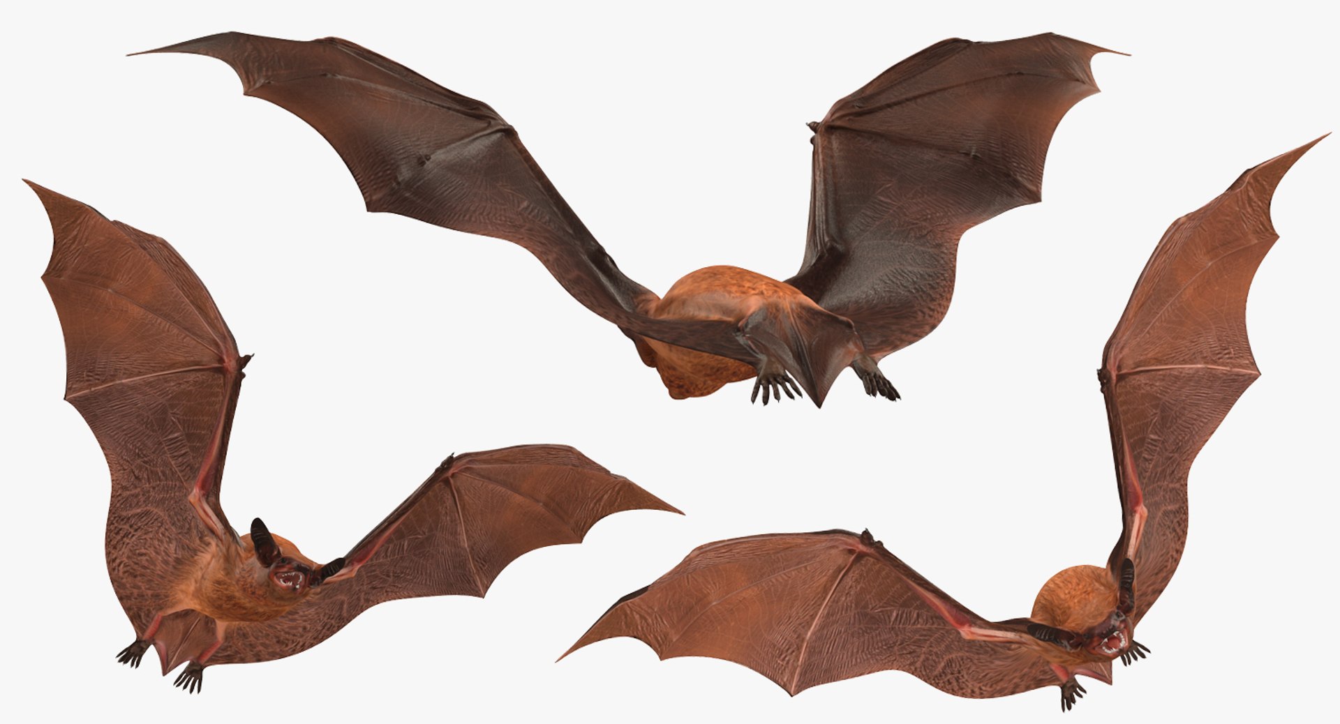 Flying Bat 3d Model