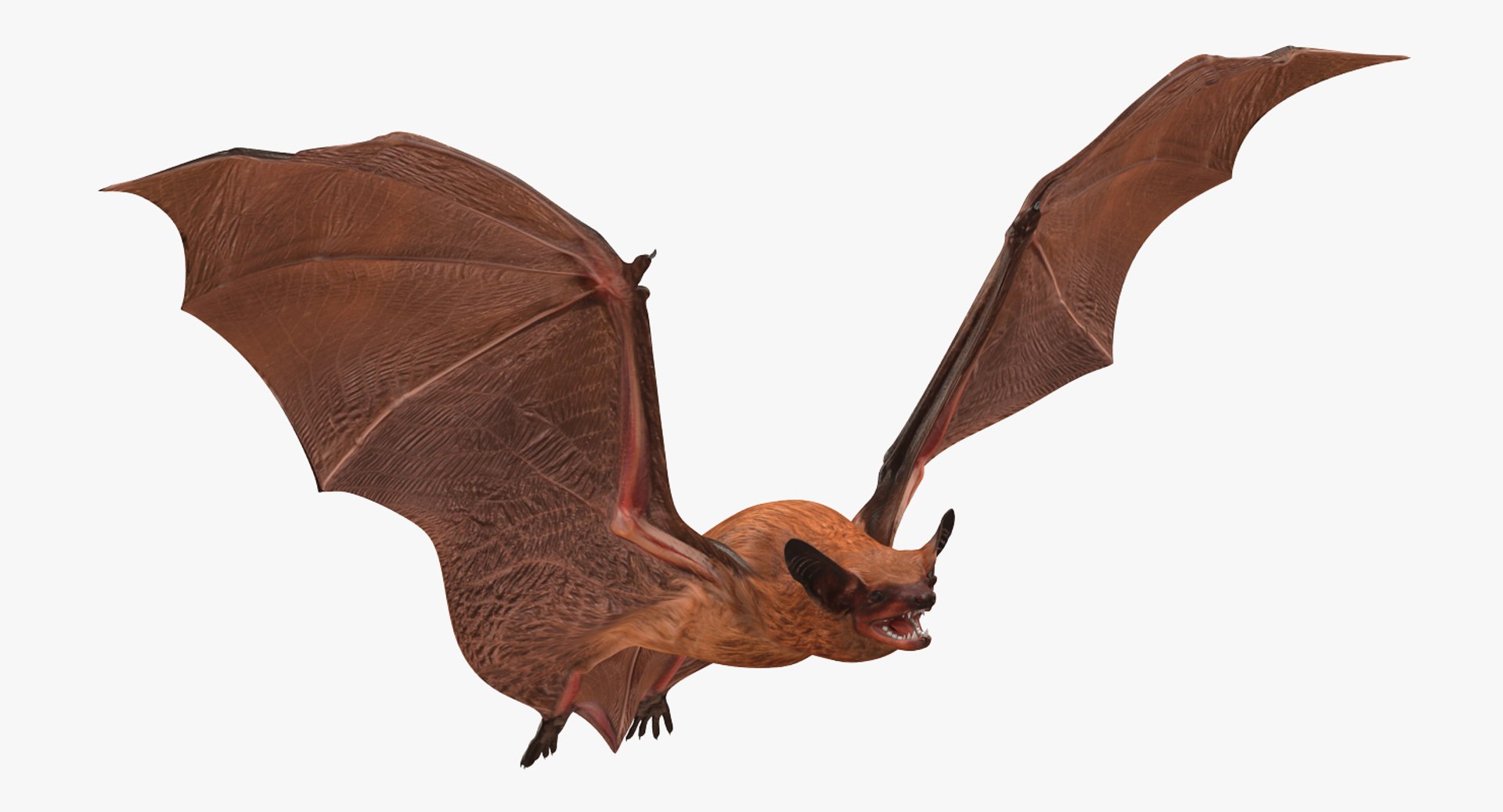 Flying Bat 3d Model