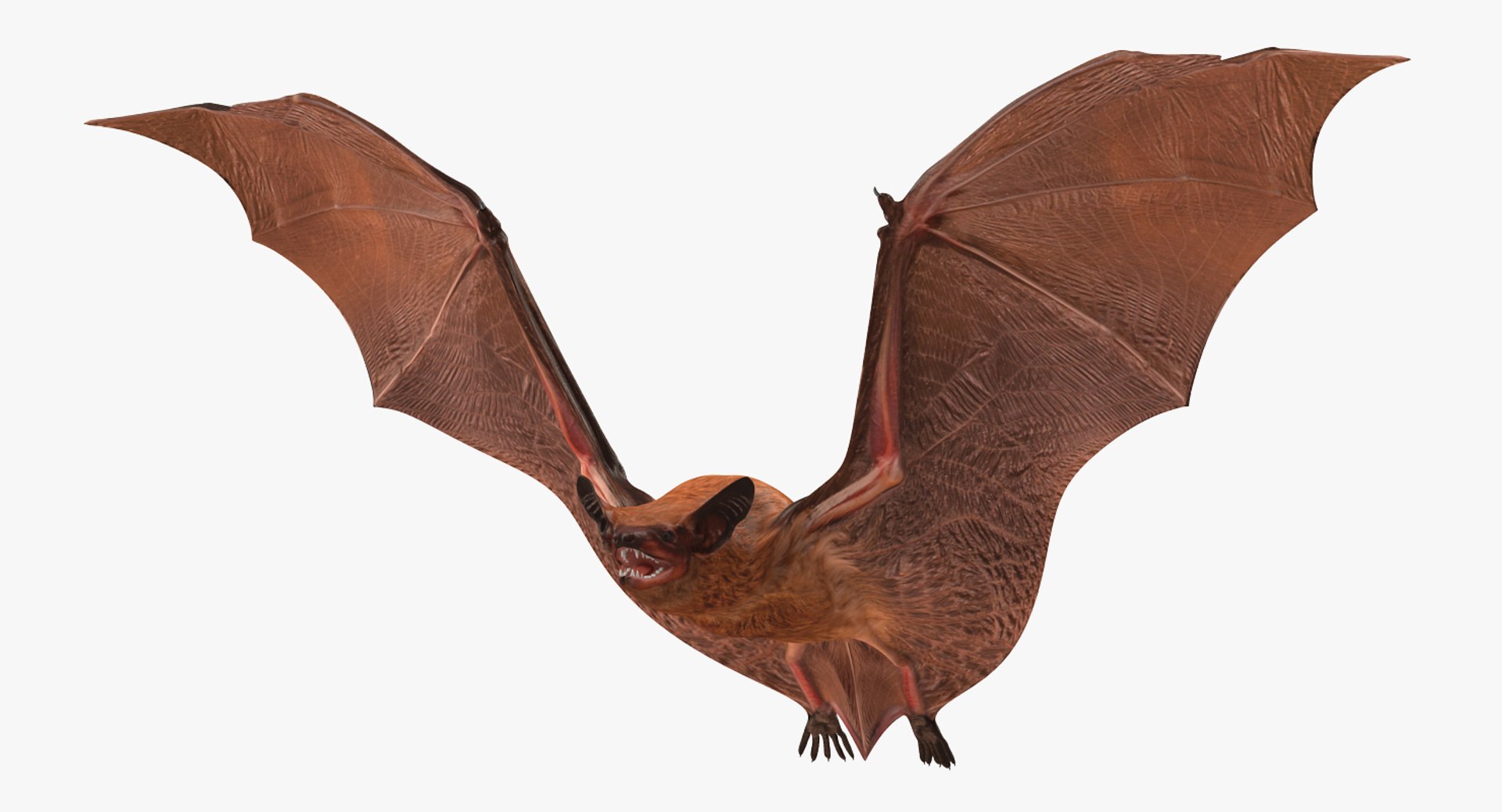 Flying Bat 3d Model