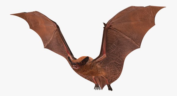 flying bat 3d model