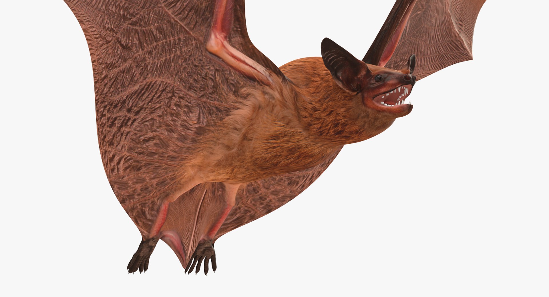 Flying Bat 3d Model