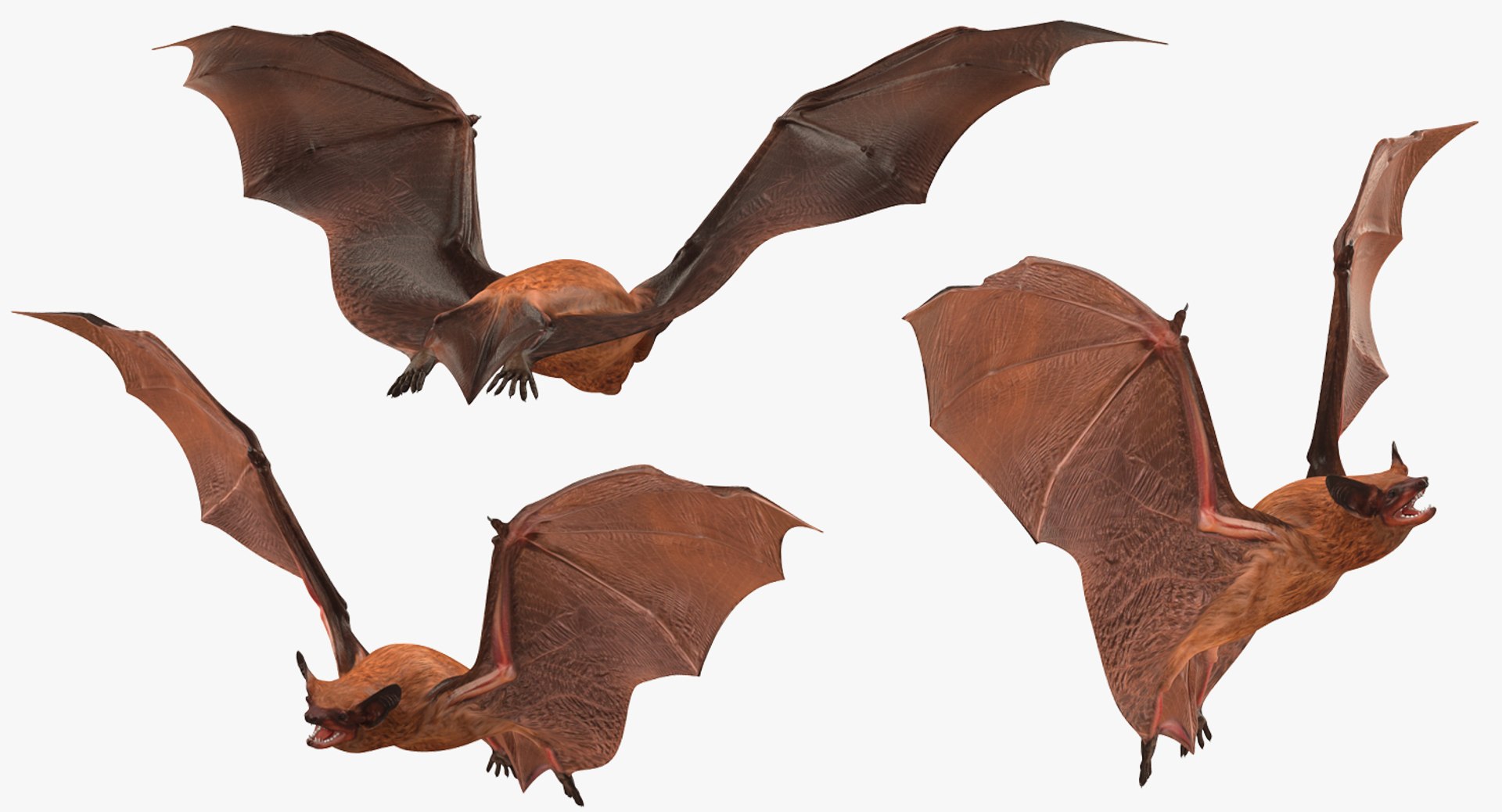 Flying Bat 3d Model