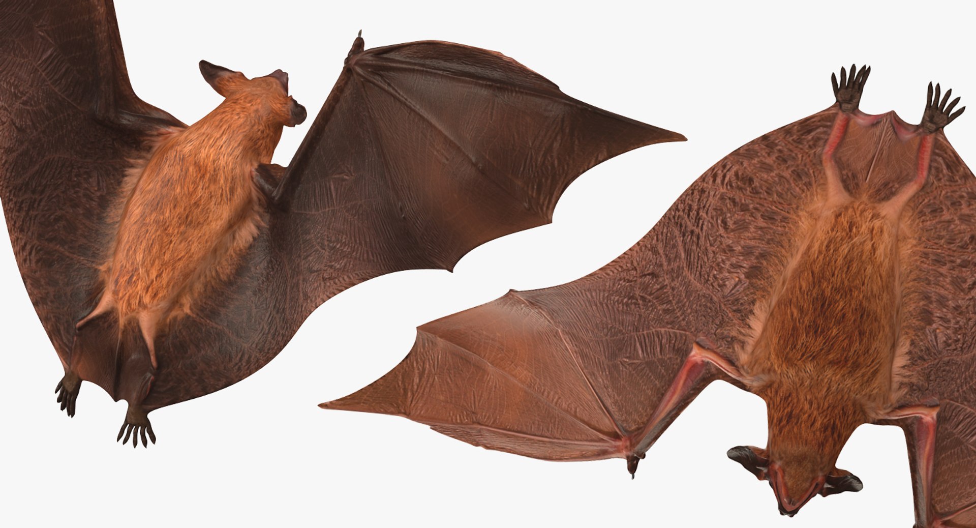 Flying Bat 3d Model