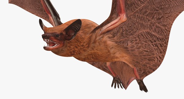 flying bat 3d model