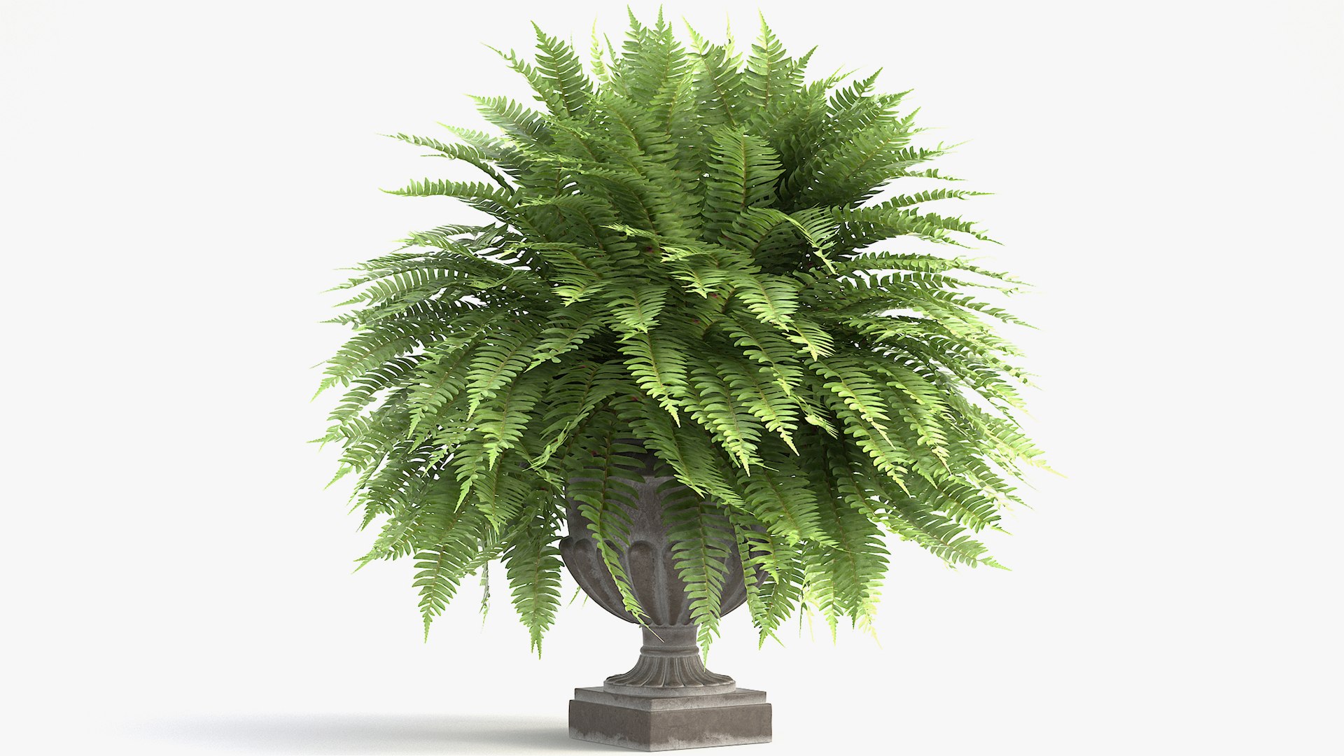 3D Fern - TurboSquid 1516141