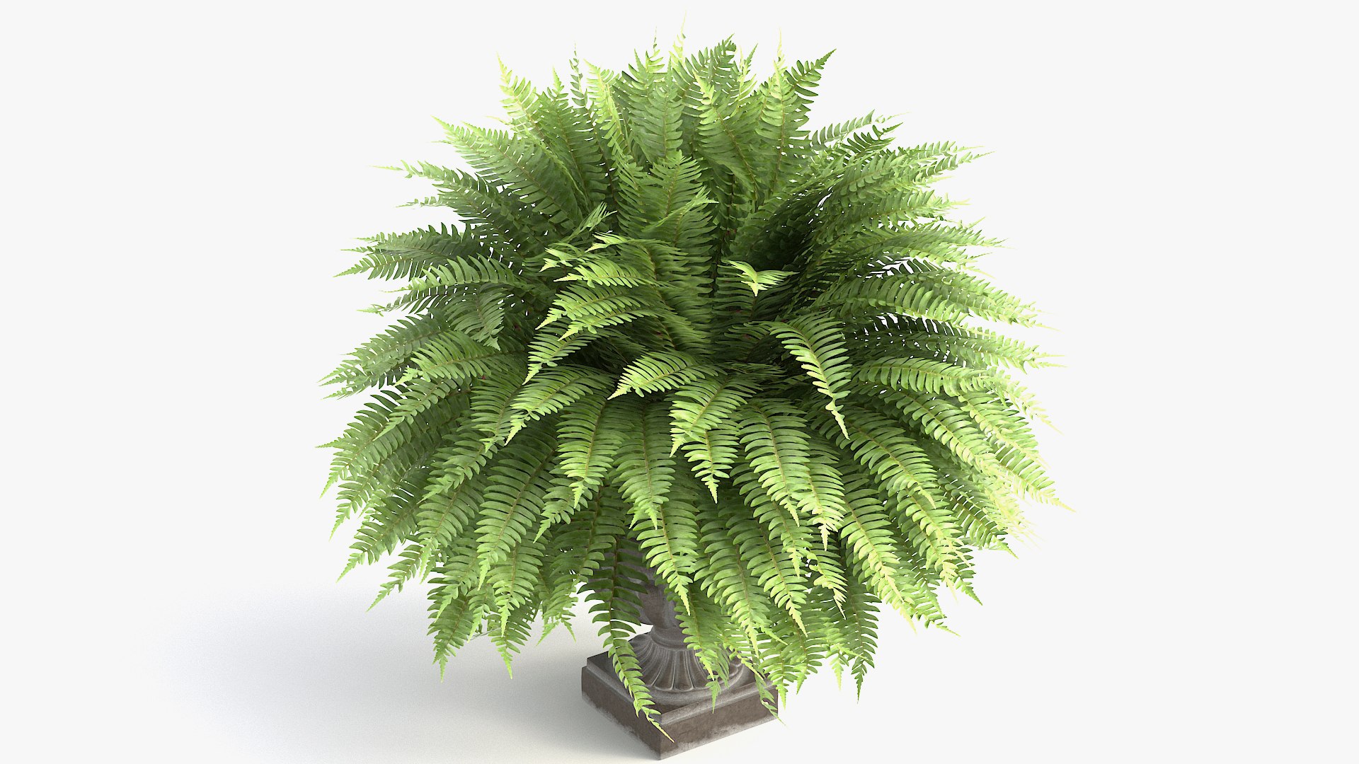 3D Fern - TurboSquid 1516141