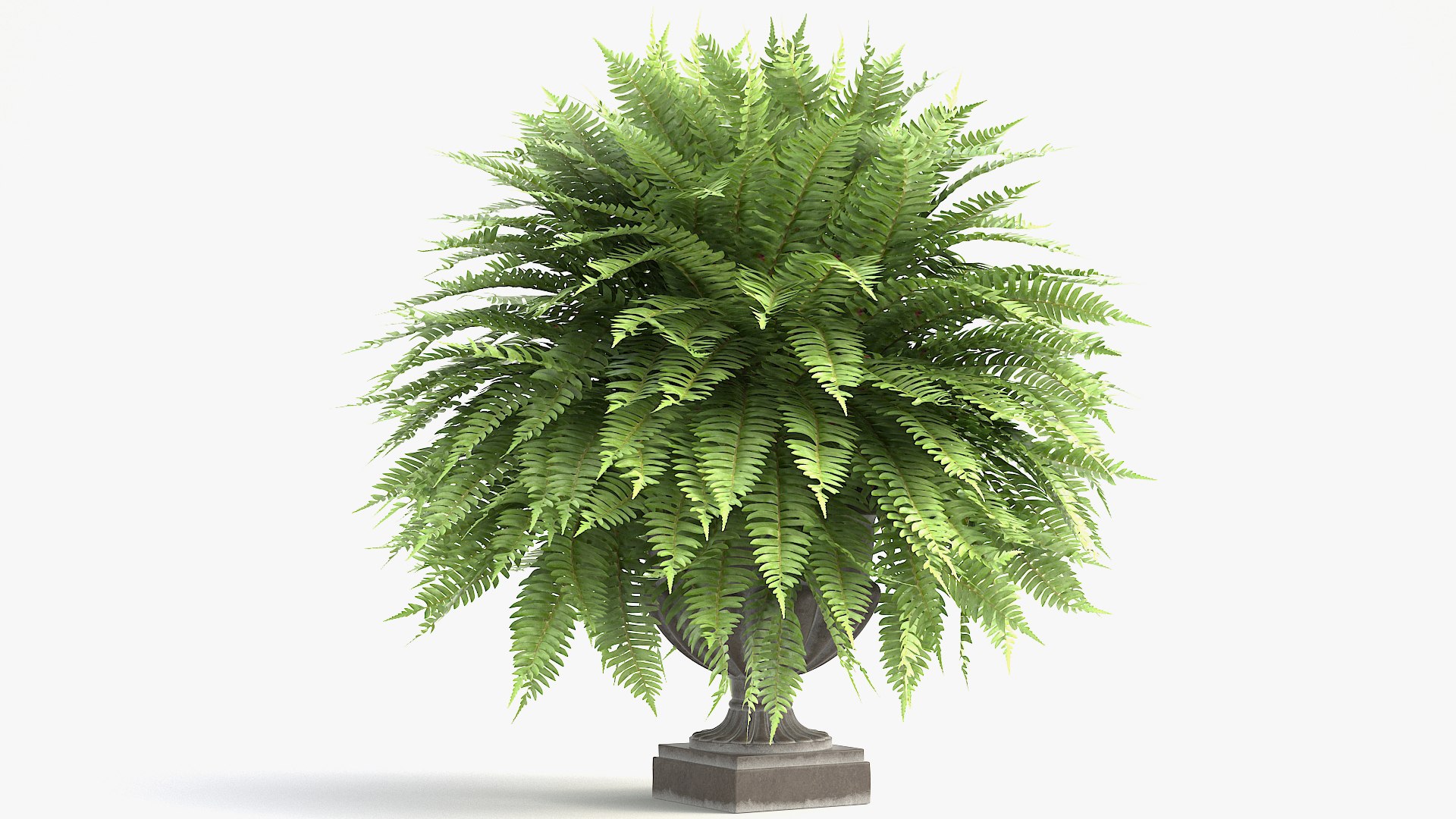 3D Fern - TurboSquid 1516141
