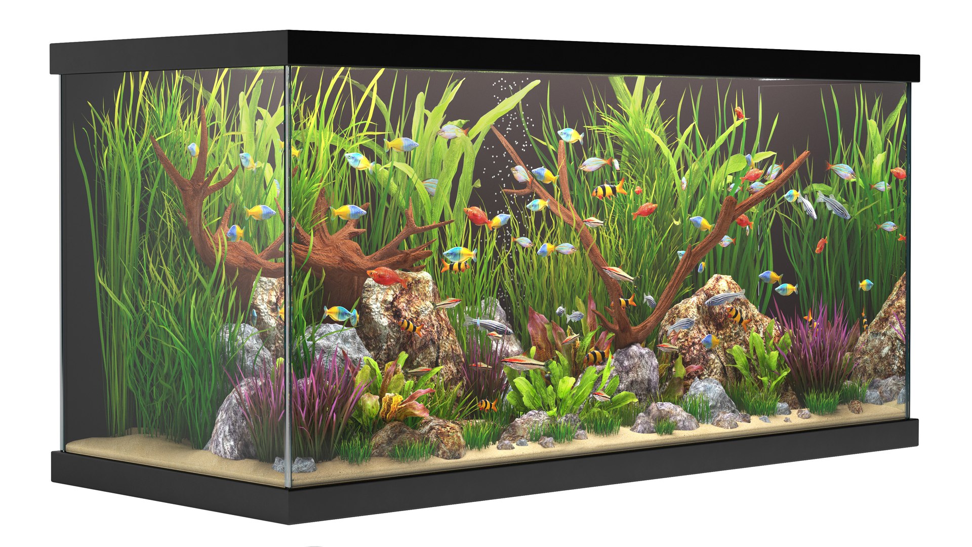 Aquarium Collection 3D Model - TurboSquid 2421487