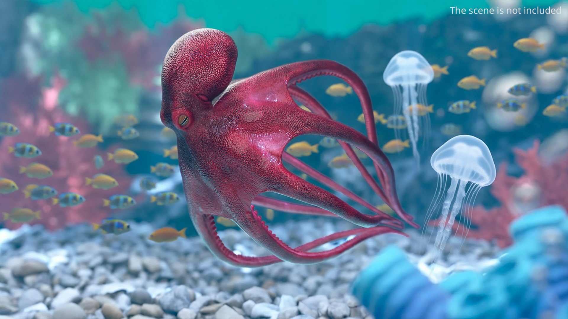 Octopus Vulgaris Animated Rigged For Blender Model - TurboSquid 2519953