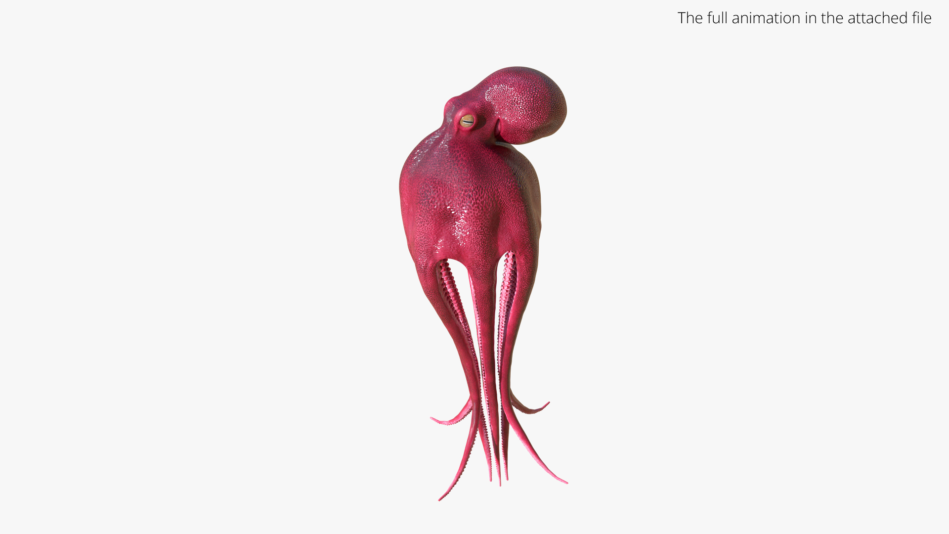 Octopus Vulgaris Animated Rigged For Blender Model - TurboSquid 2519953