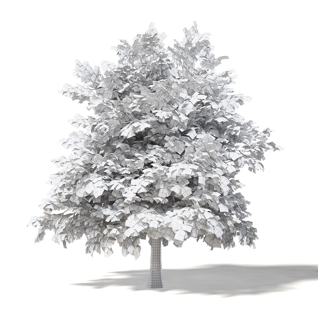 Free 3D Common Oak - TurboSquid 1400241