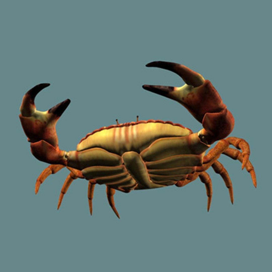 Imagination Crab 3d Model