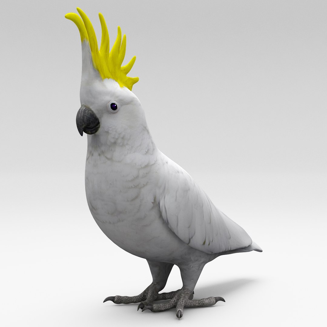 max sulphur-crested cockatoo bird