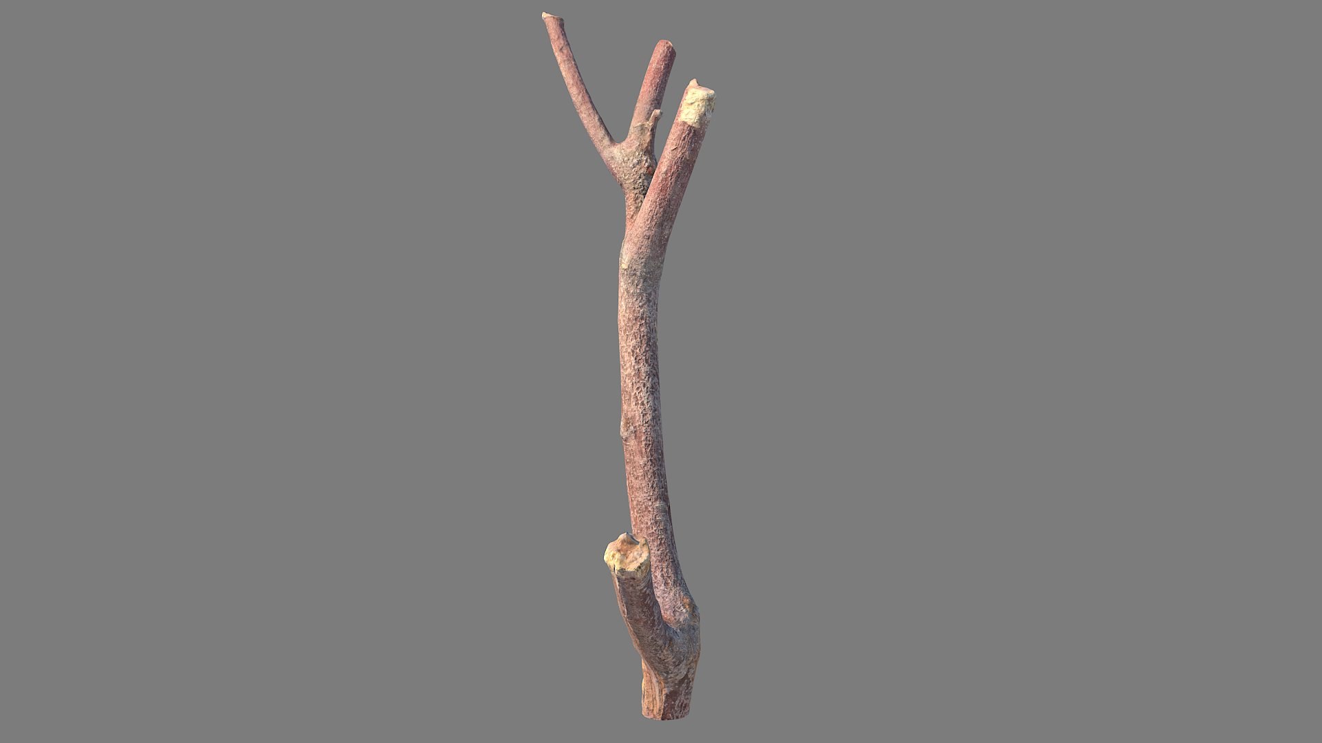 Twig Scanned 35 3D Model - TurboSquid 2088219