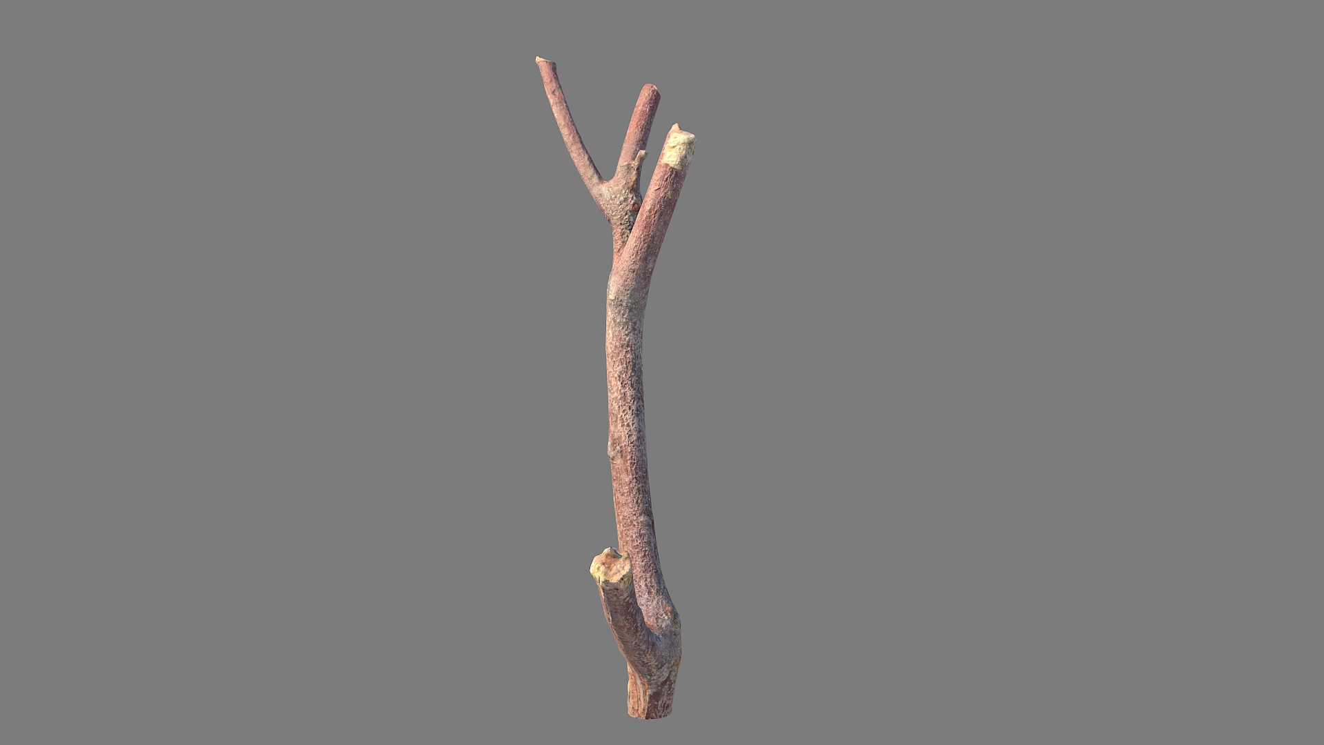 Twig Scanned 35 3D Model - TurboSquid 2088219