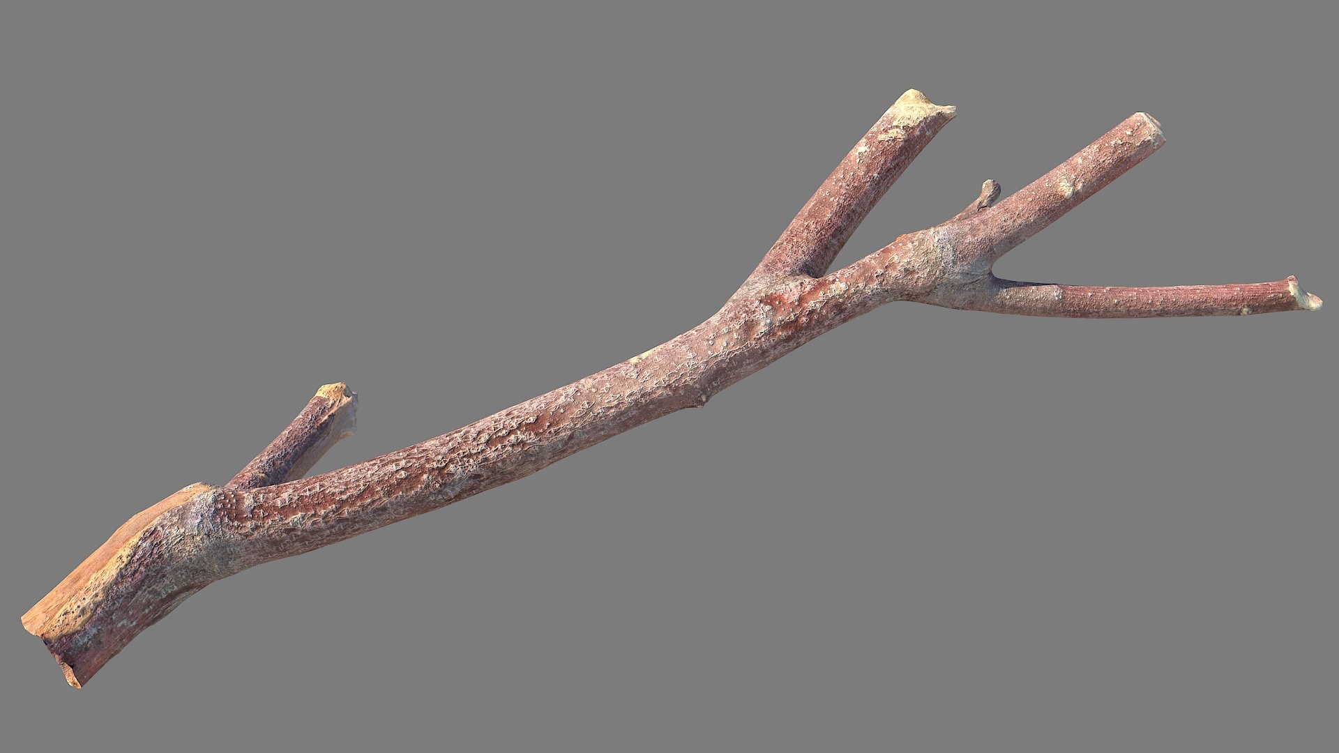 Twig Scanned 35 3D Model - TurboSquid 2088219