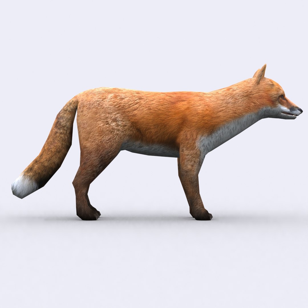 wild animal - fox 3d model