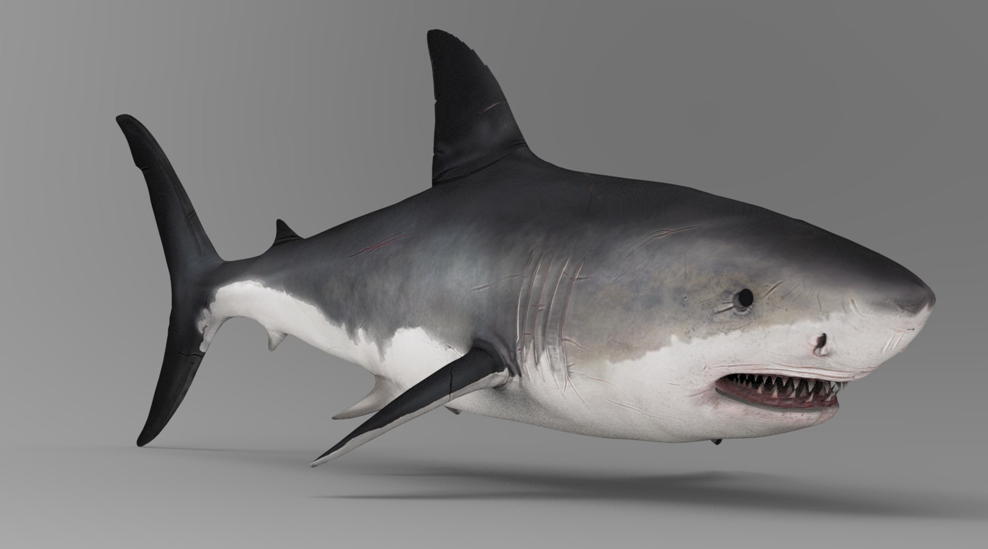 3D shark - TurboSquid 2110049