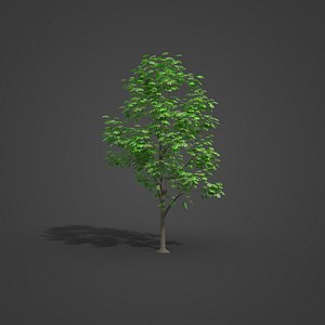 Deciduous Tree 3D Models for Download | TurboSquid
