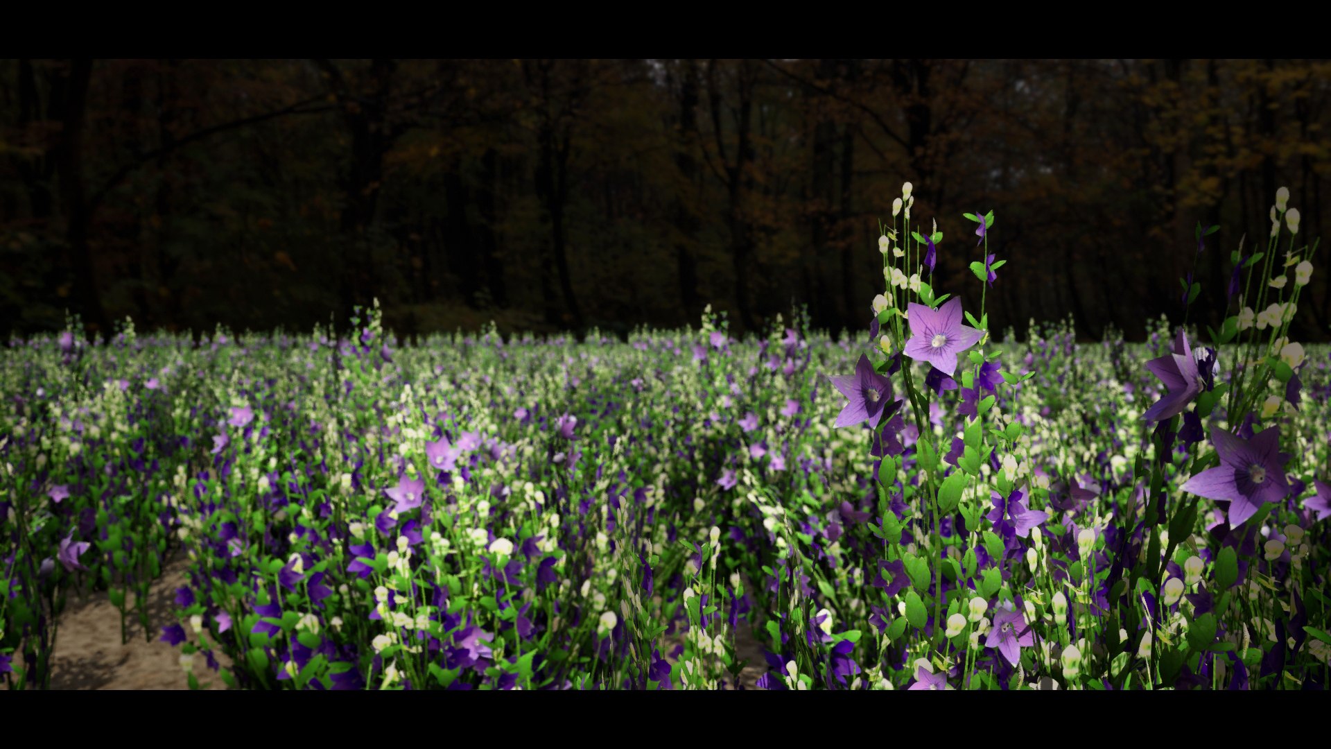 3D 5 Korean Platycodon II Bush Plant II LOD II Game Ready II 4K Model - TurboSquid 2318797