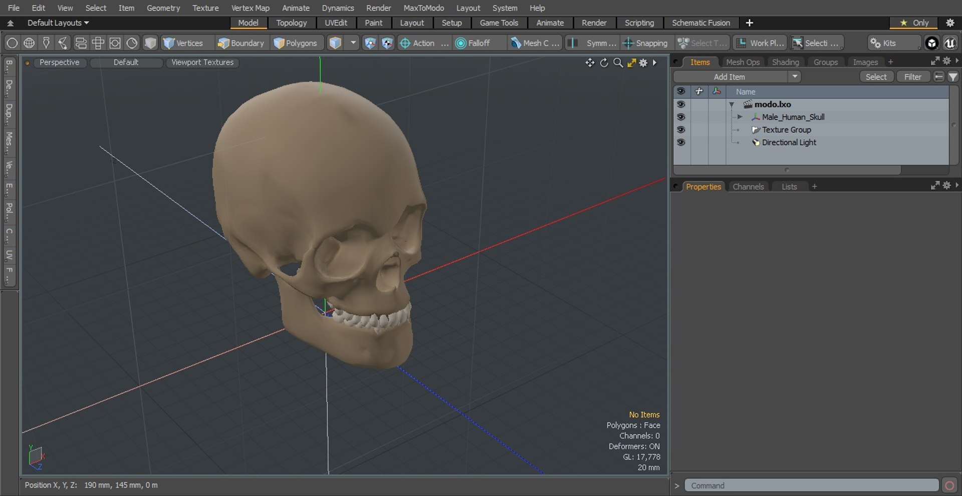 3d model of male human skull
