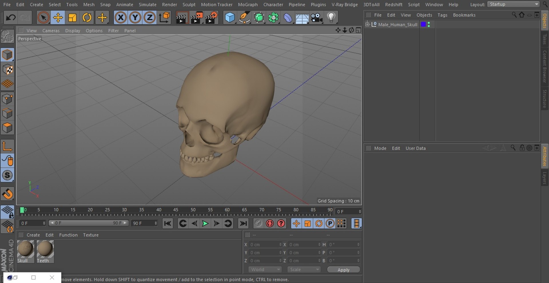 3d model of male human skull