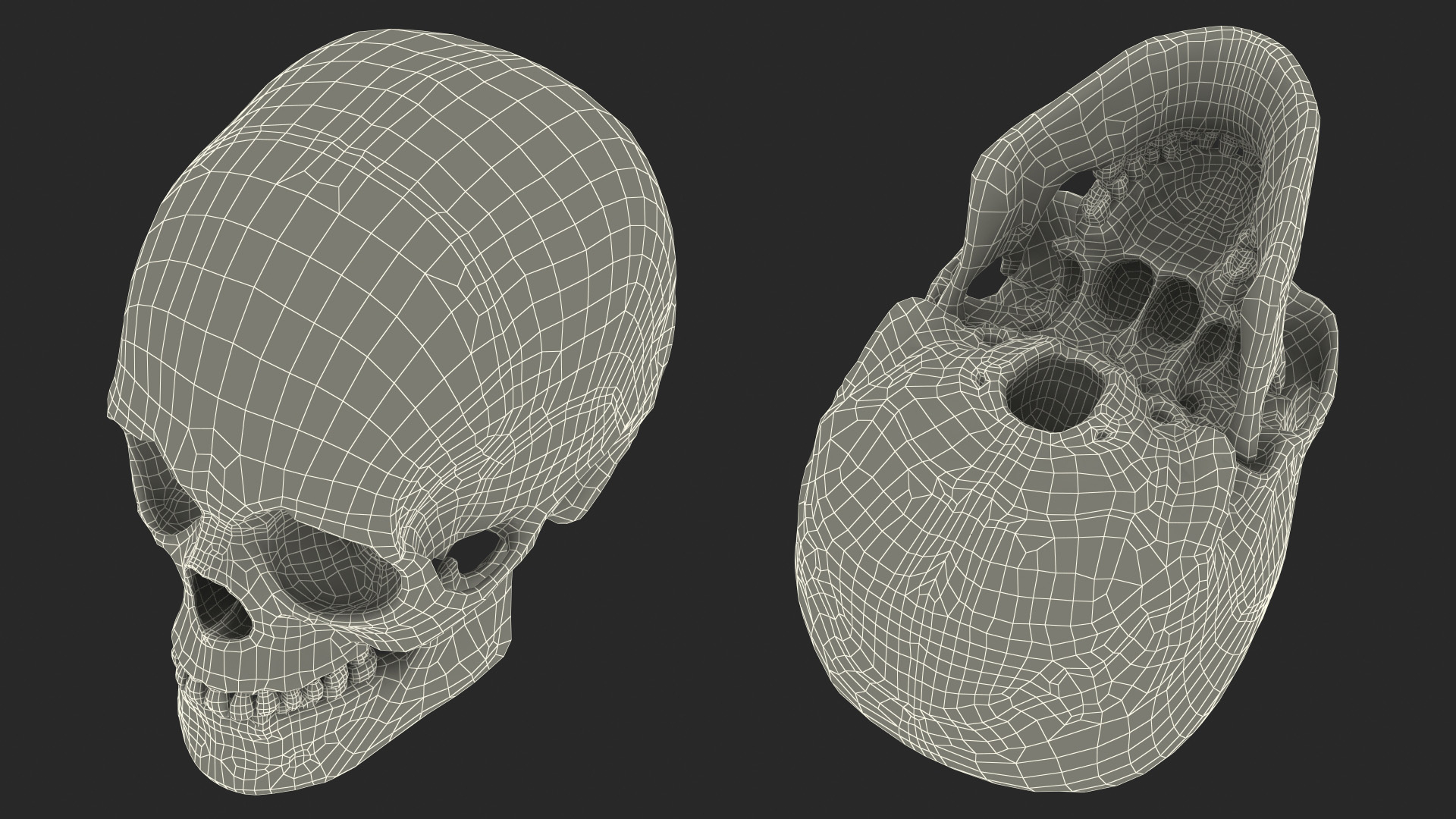 3d model of male human skull