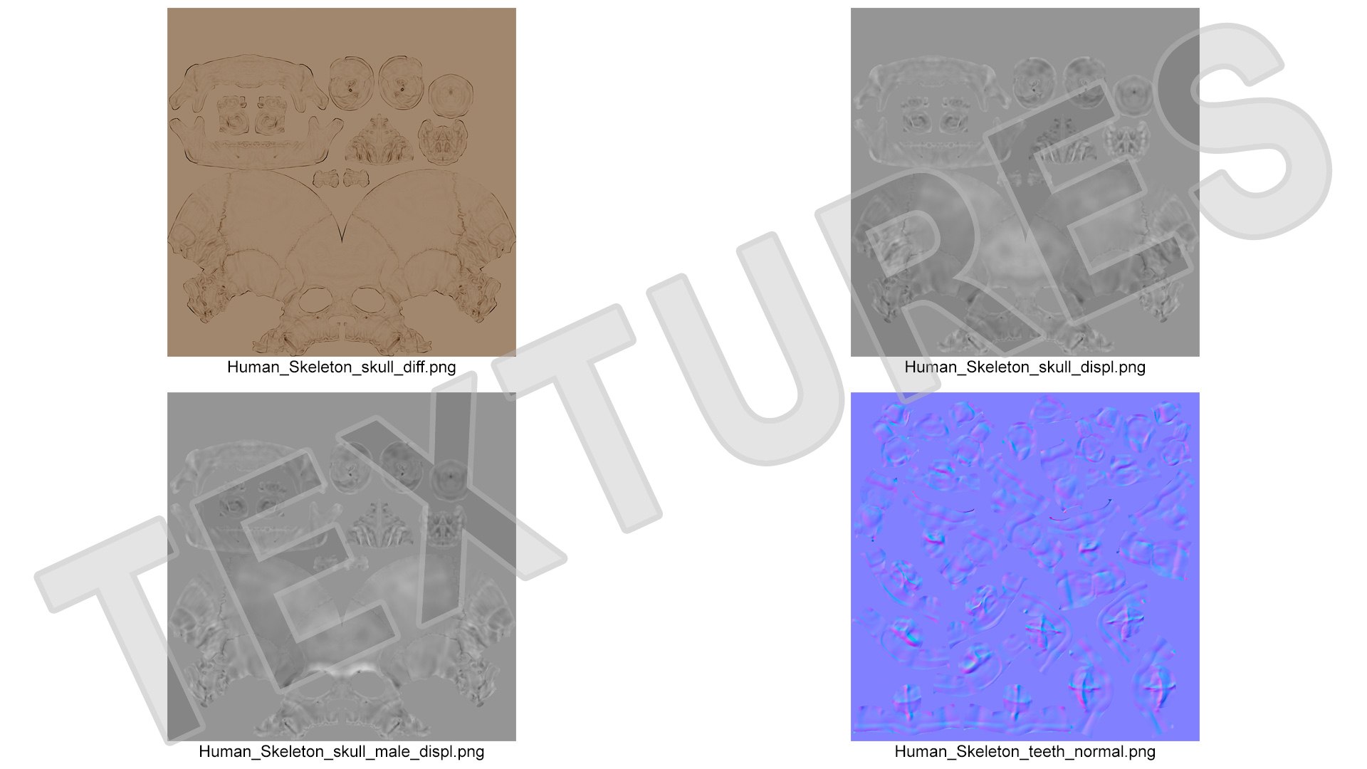 3d model of male human skull