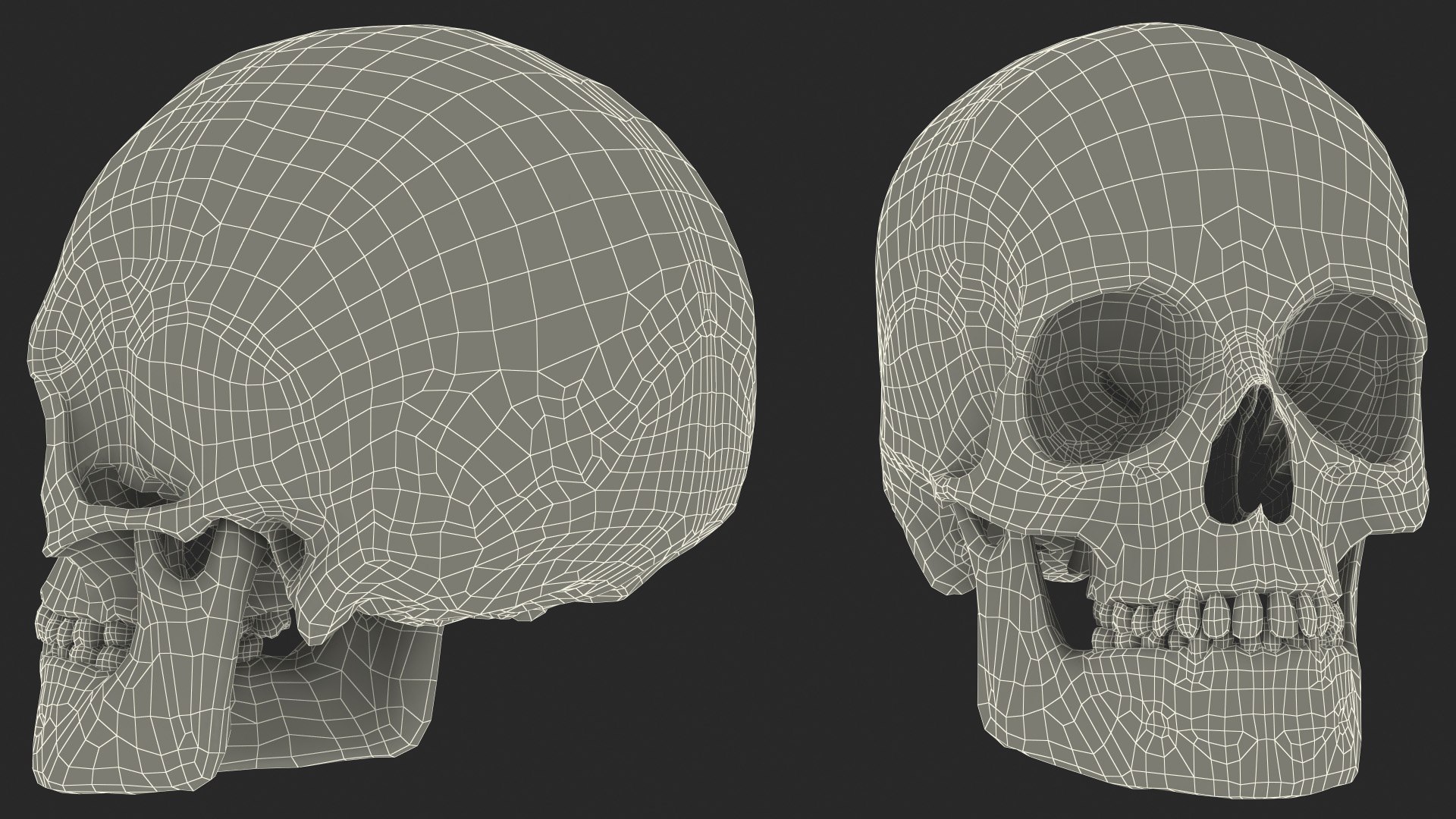 3d model of male human skull
