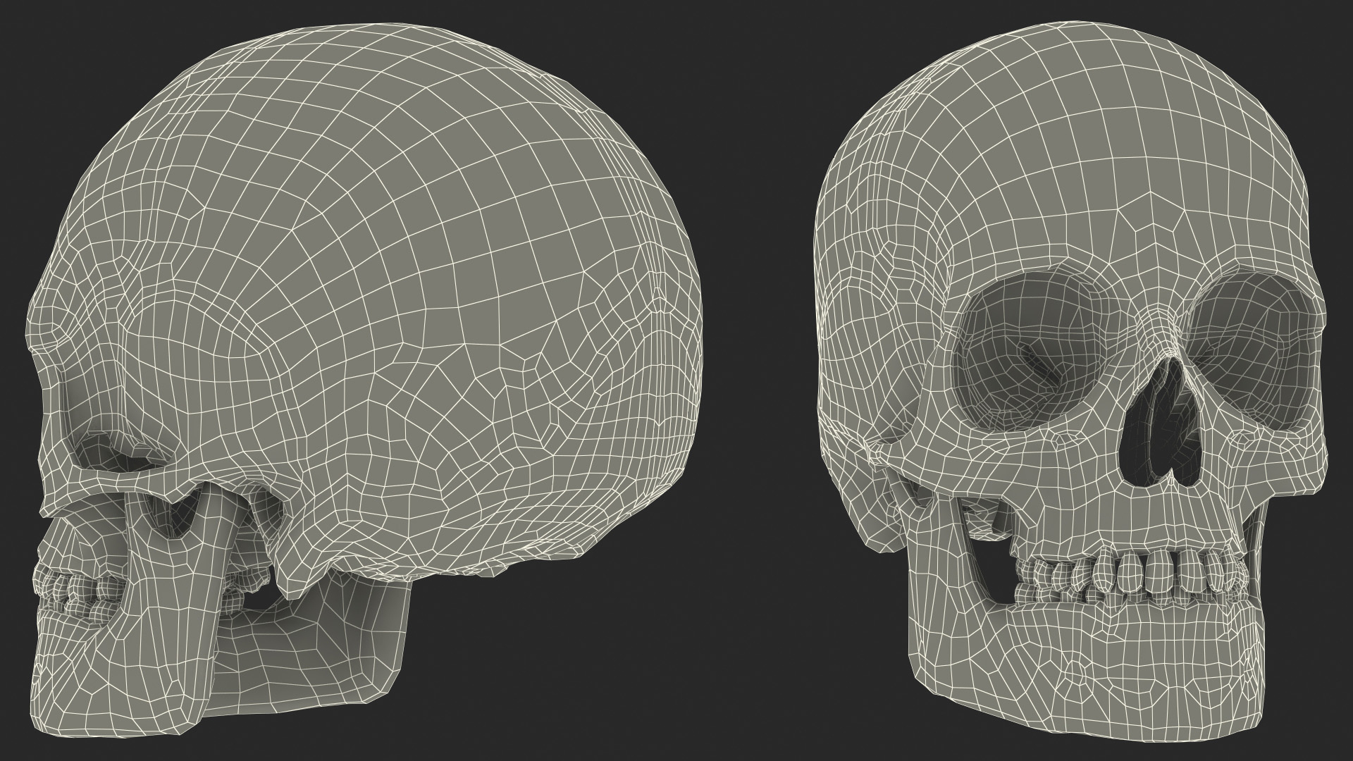 3d model of male human skull