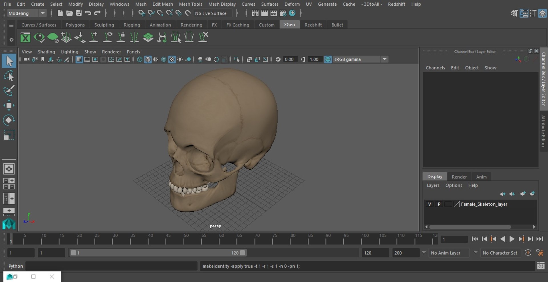 3d model of male human skull