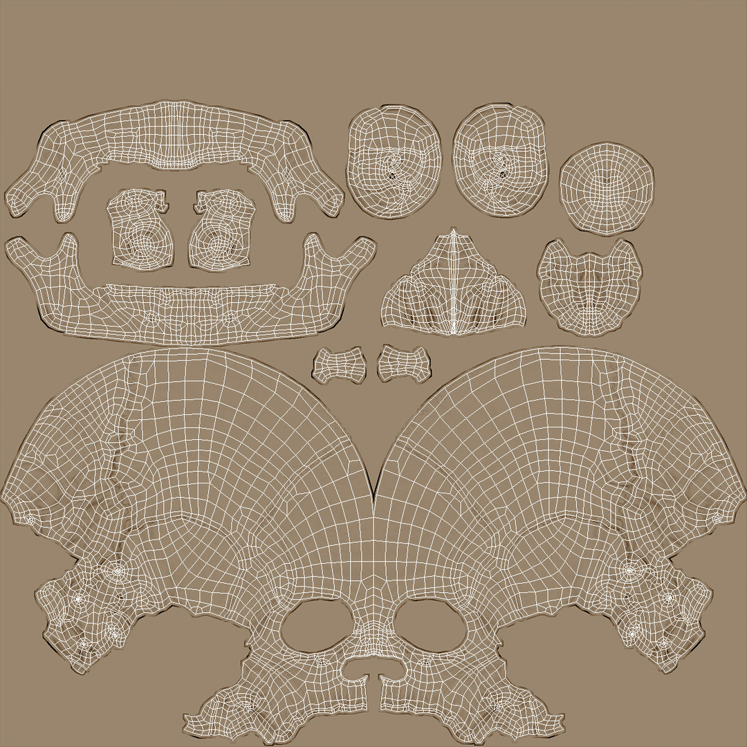 3d model of male human skull