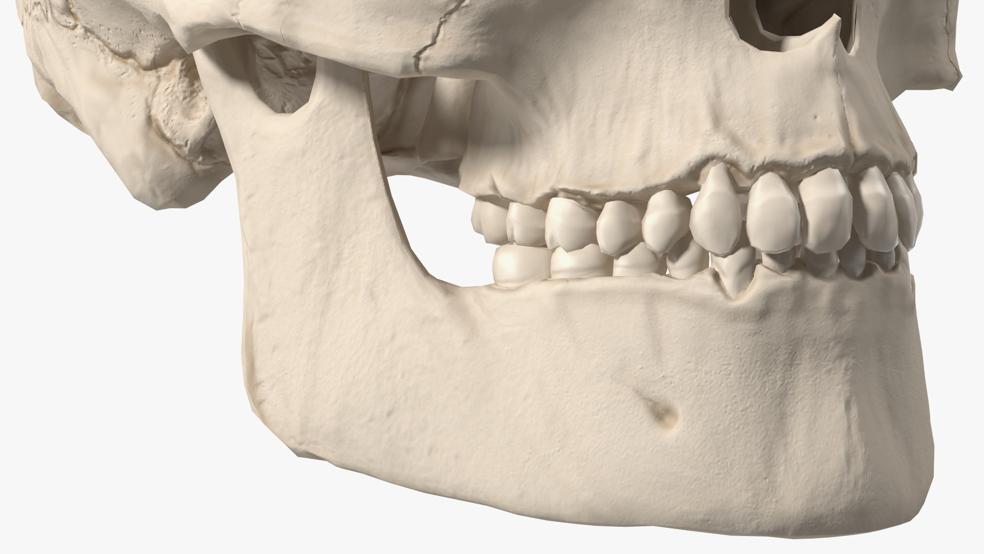 3d model of male human skull