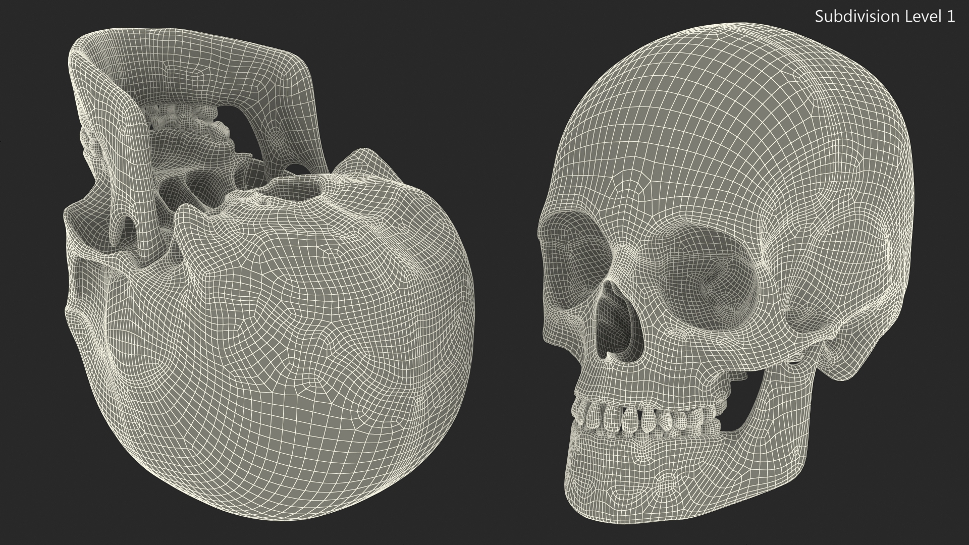 3d model of male human skull