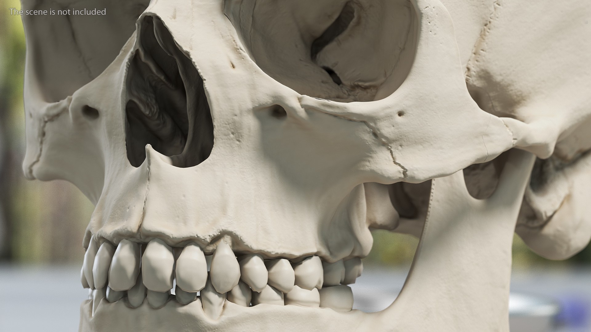 3d Model Of Male Human Skull