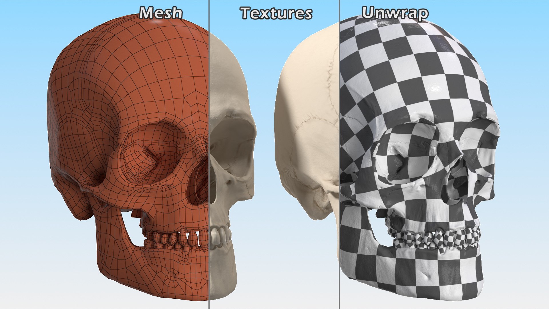 3d Model Of Male Human Skull