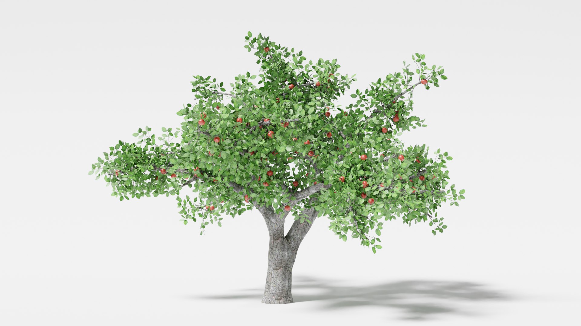 3D Malus Domestica Apple Tree Model - TurboSquid 1812247