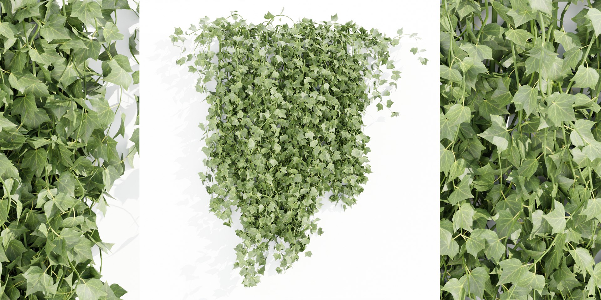 Hanging Ivy Collection Vol 49-Blender 3D Model - TurboSquid 2114326