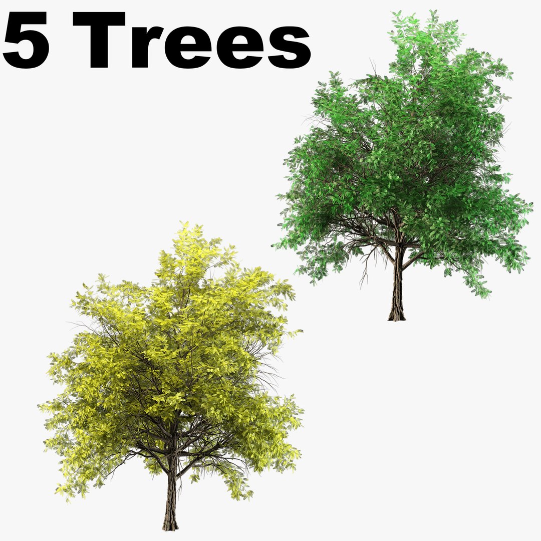 3D Model Set Of Acacia Trees 5 Trees - TurboSquid 2298210