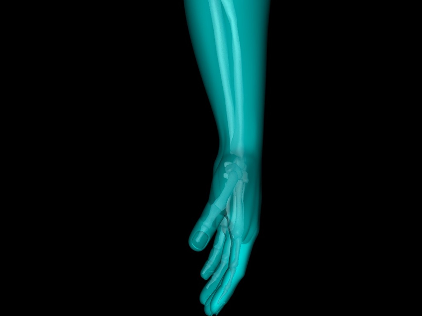 c4d medically accurate x hand