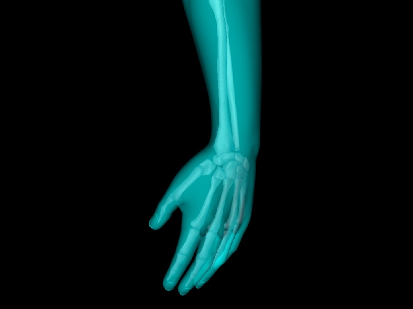 c4d medically accurate x hand