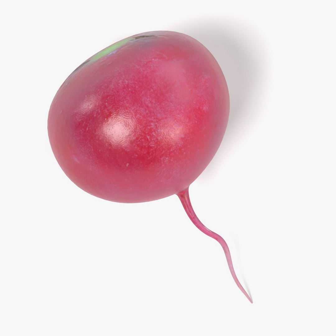 radish vegetable 3d model