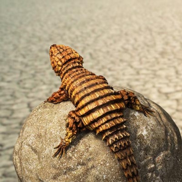 maya armadillo lizard